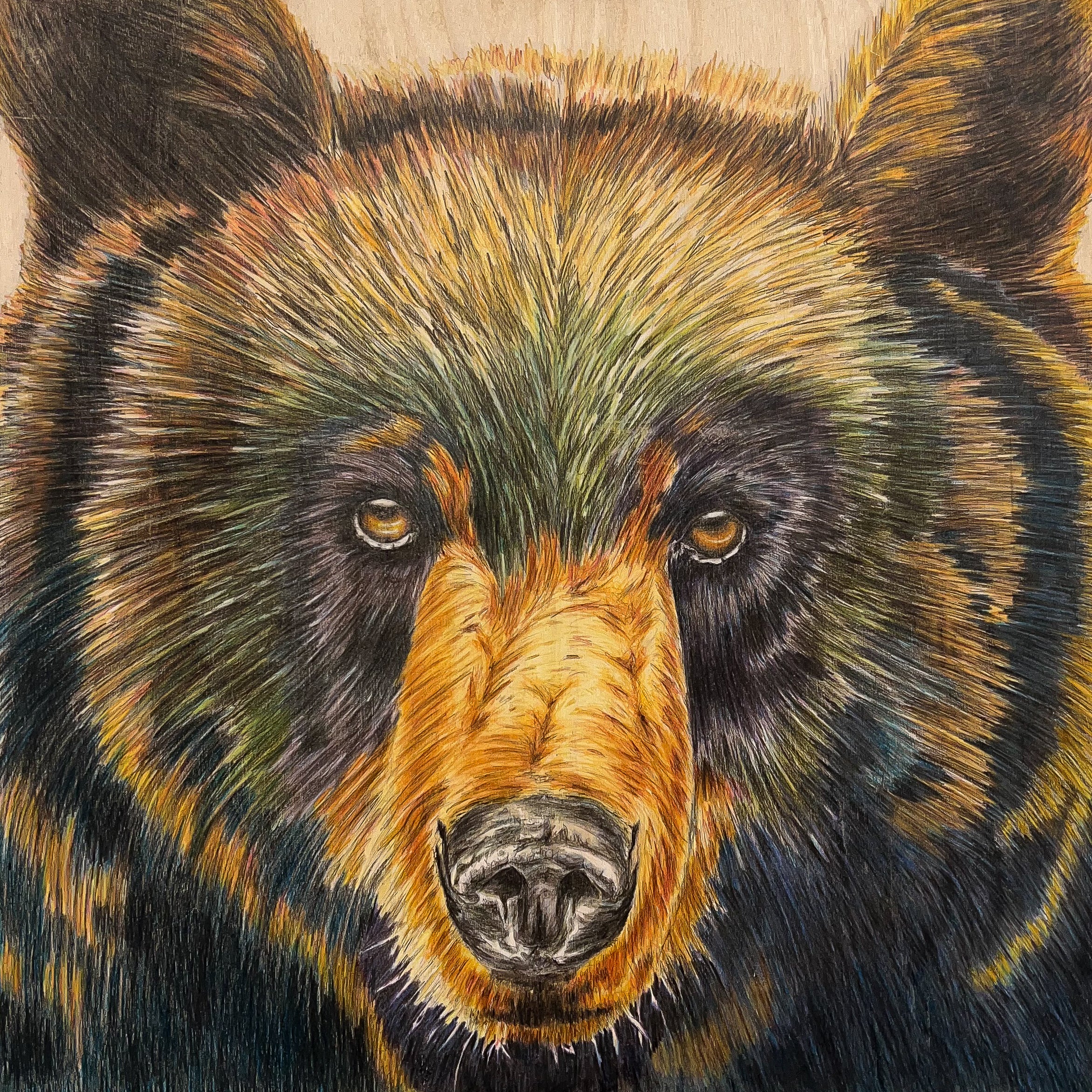 "Black Bear" – Exhibit C