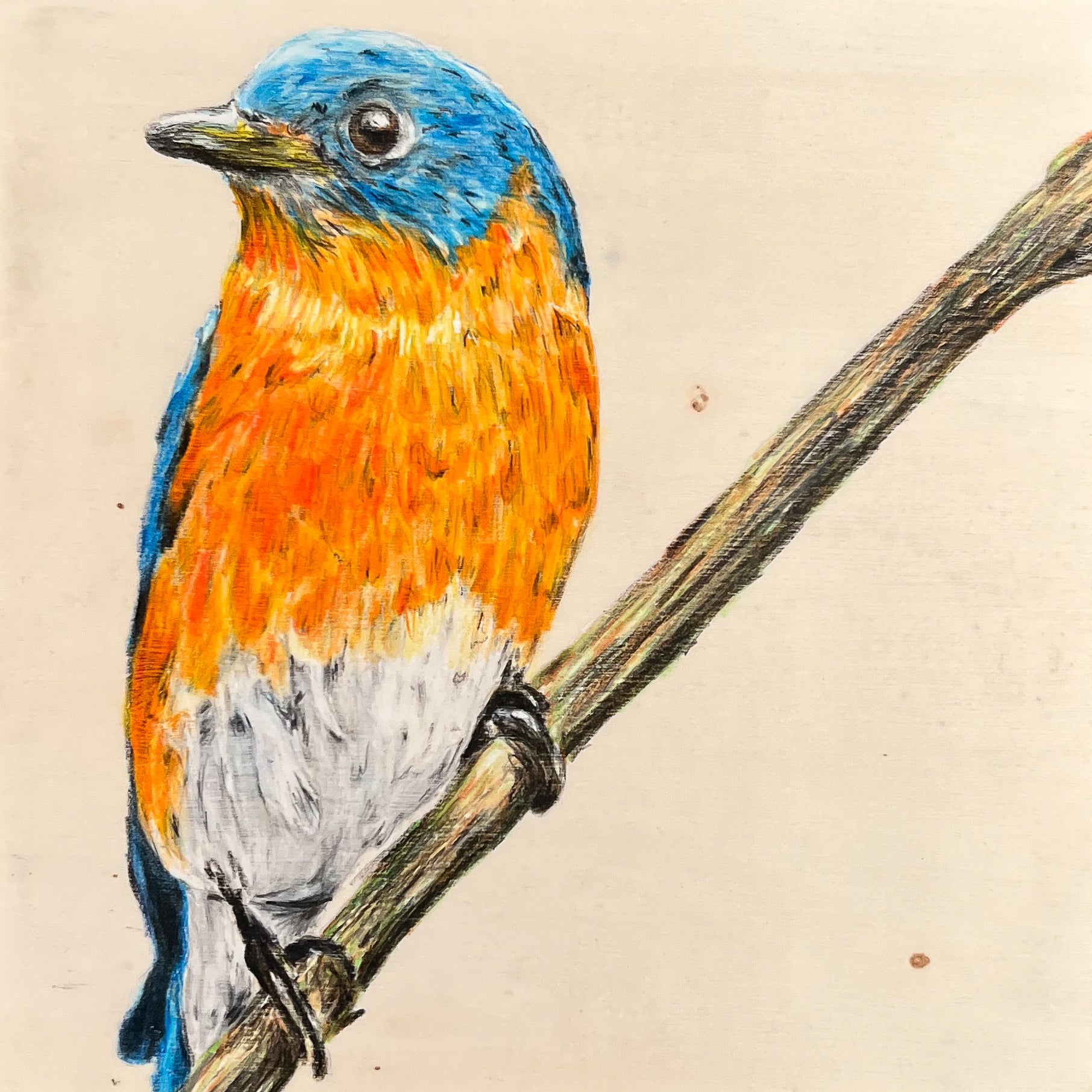 "Eastern Bluebird" – Exhibit C